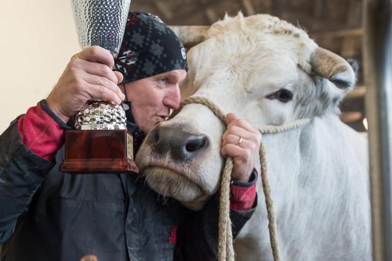 Fiera del Bue Grasso di Moncalvo